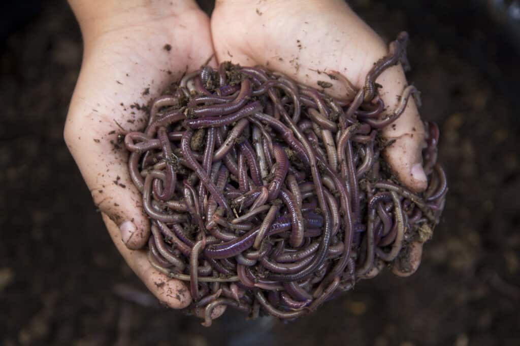 How To Get Started Designing Your Own Vermicomposting System - ThatBackyard