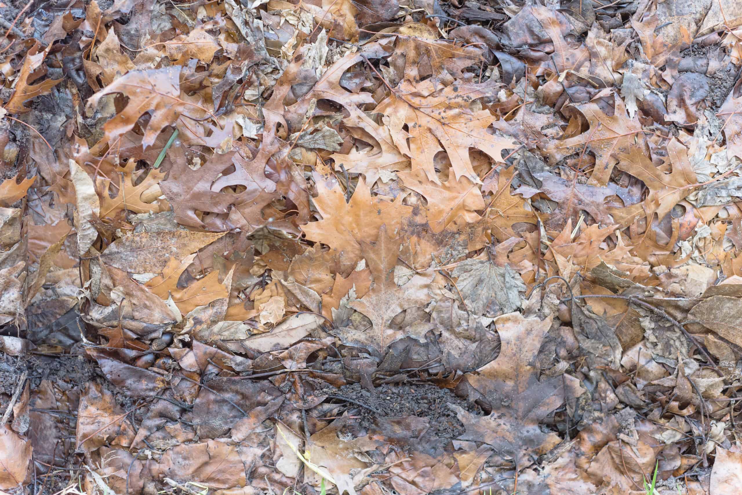 21 Best Carbon Sources for Composting: Complete Browns List