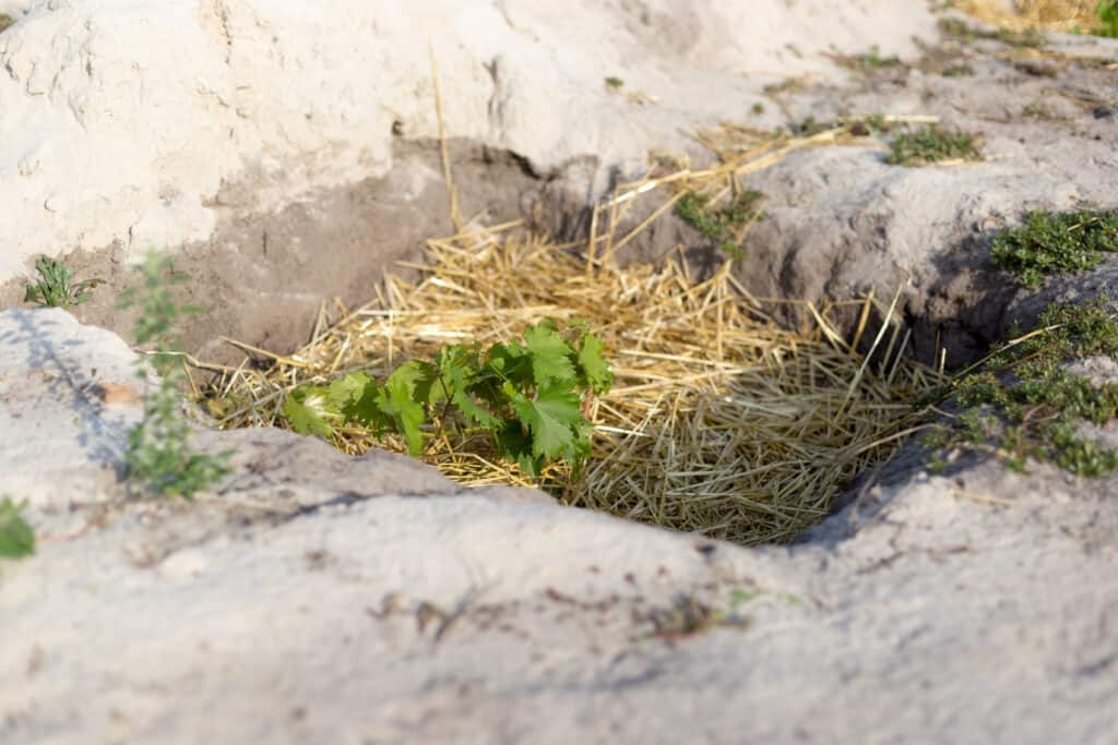 How to Get Started with In-Ground Composting - ThatBackyard