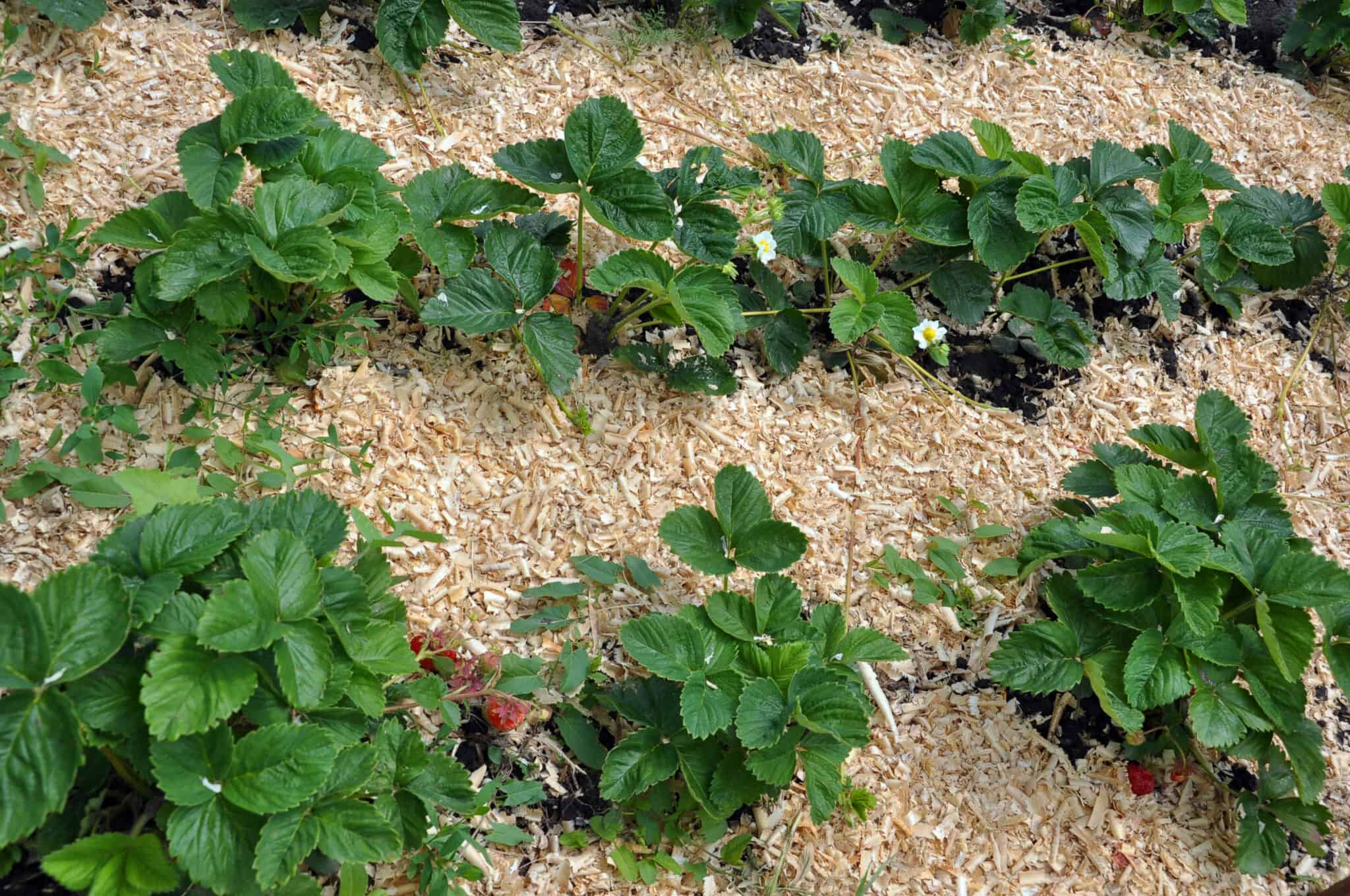 Can You Compost Sawdust? (It Depends...)